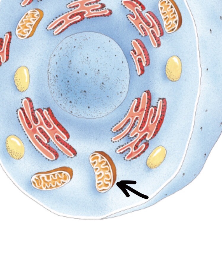 Cellens delar Flashcards | Memorang