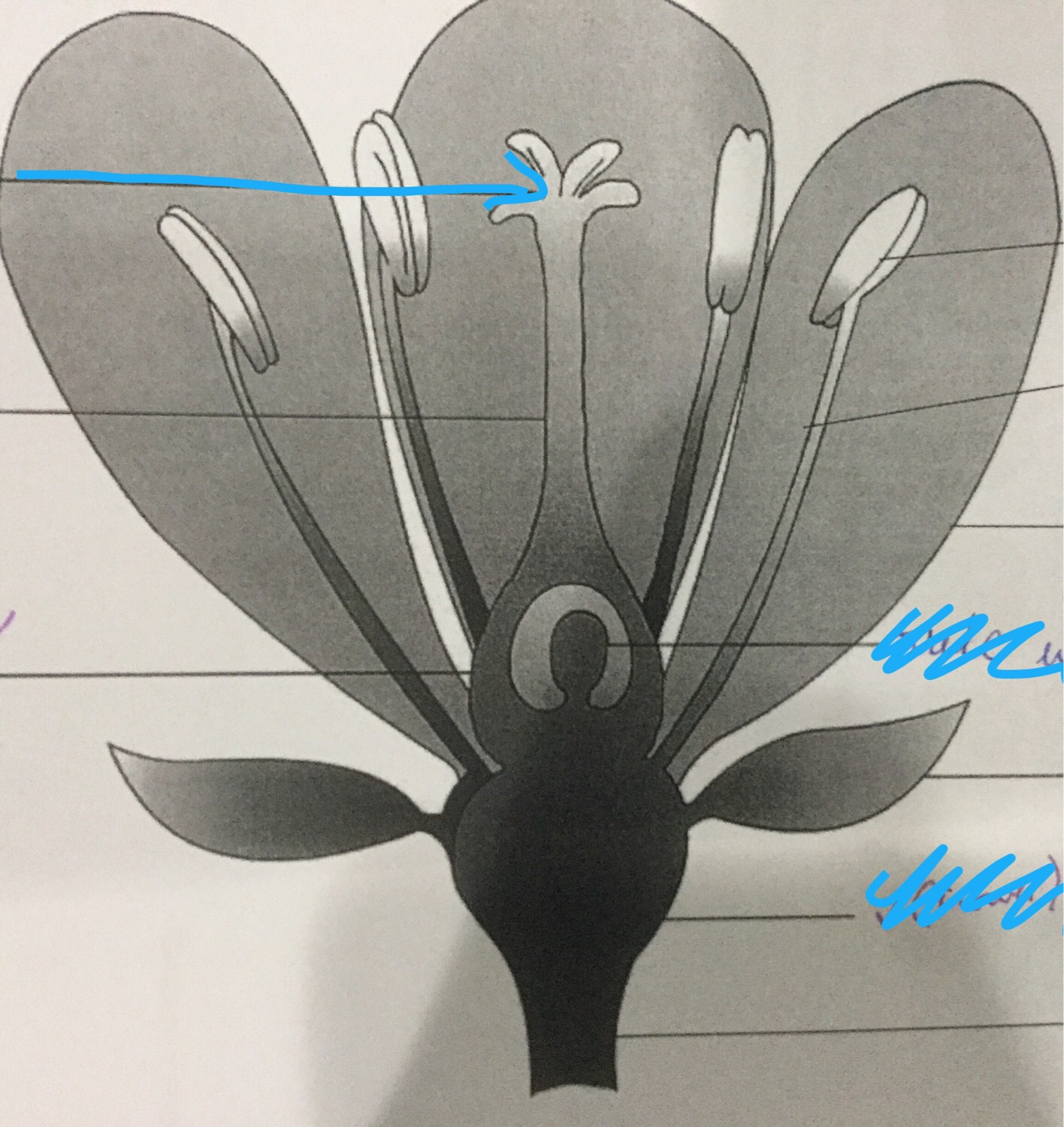 Parts of a flower Flashcards | Memorang