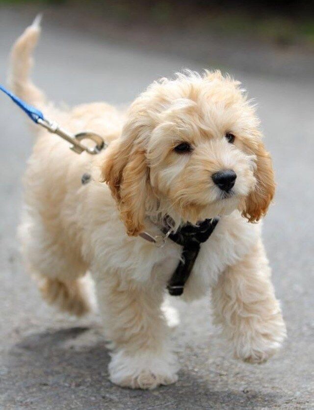 Dogs Flashcards | Memorang