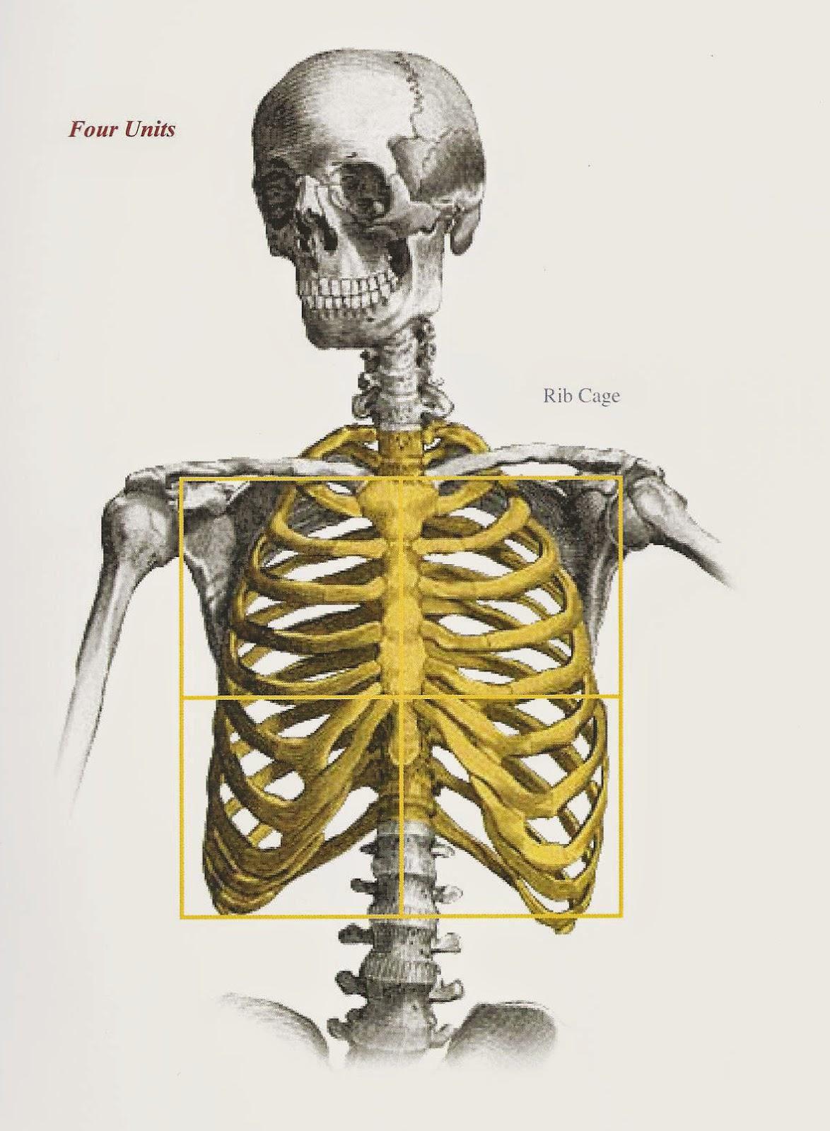 Anatomie Proportion Hale Flashcards | Memorang