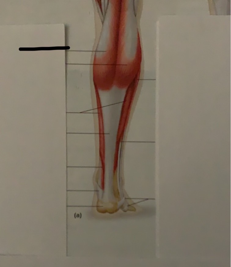Lower leg muscles Flashcards | Memorang