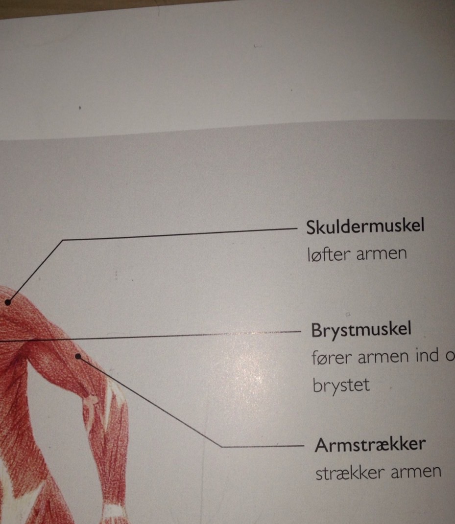 Muskler i kroppen Flashcards | Memorang
