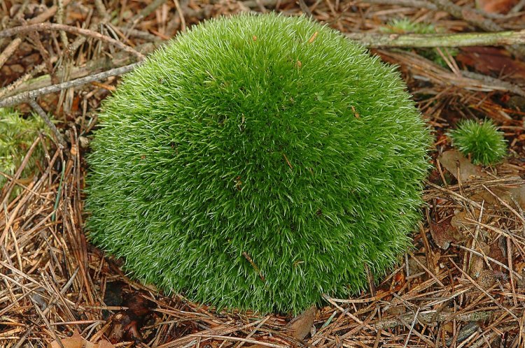 Poznávačka mechy Flashcards | Memorang