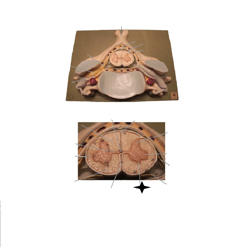 Cross section of the spinal cord Flashcards | Memorang