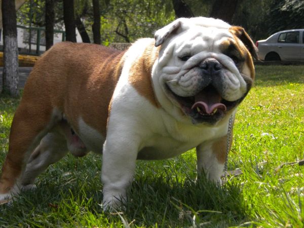 perritos Flashcards | Memorang