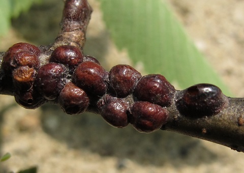 Sucking Insects/ Gall Makers/ Root Feeders Flashcards | Memorang