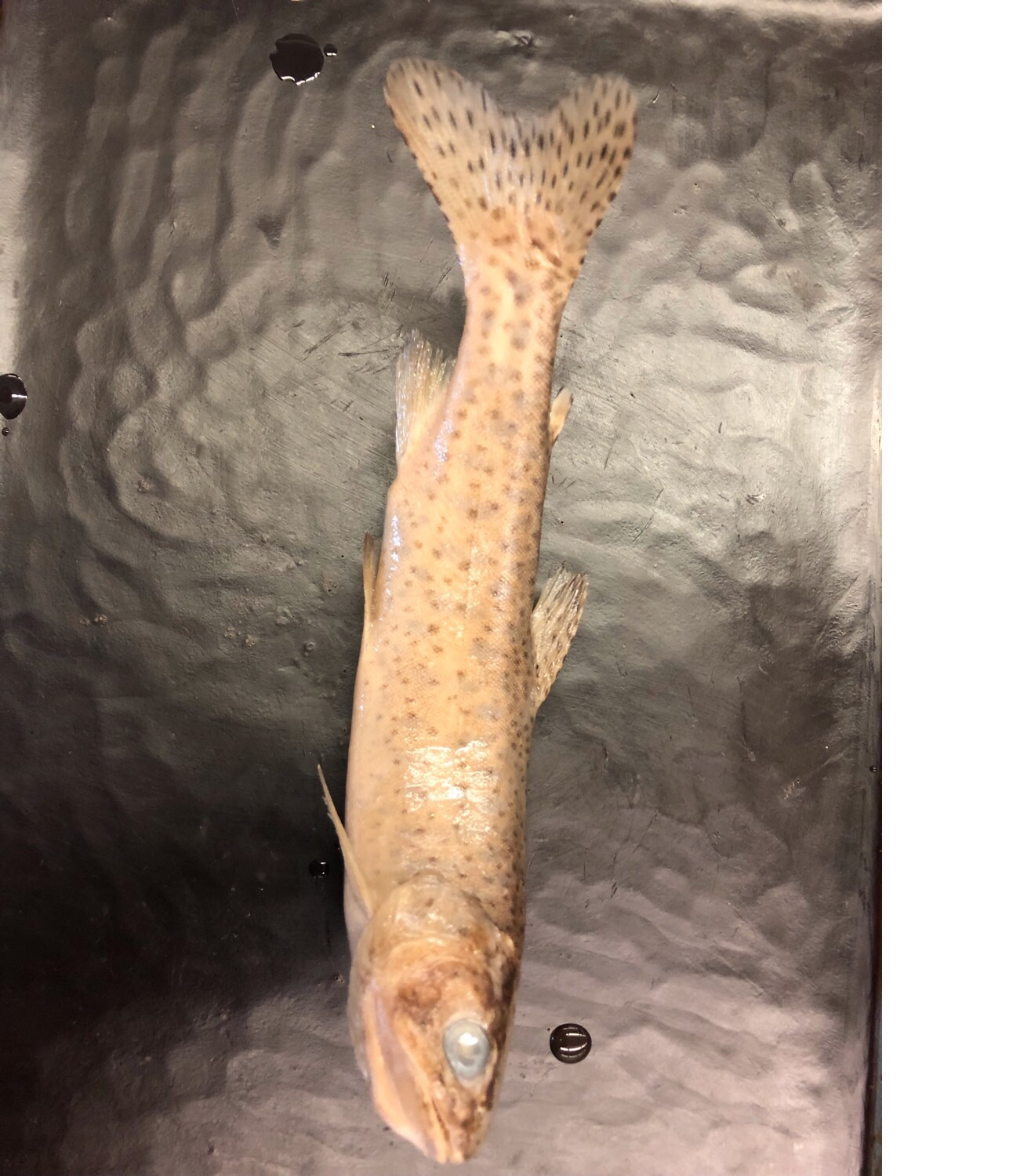 Freshwater fish Flashcards | Memorang
