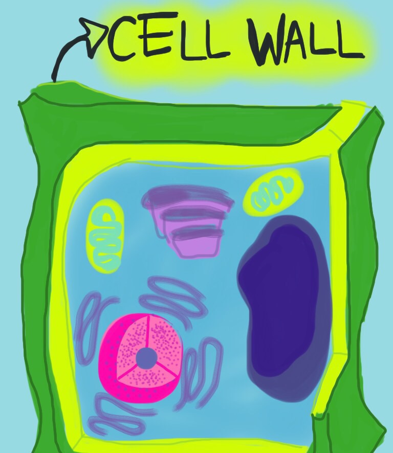 Parts of the Cell Flashcards | Memorang