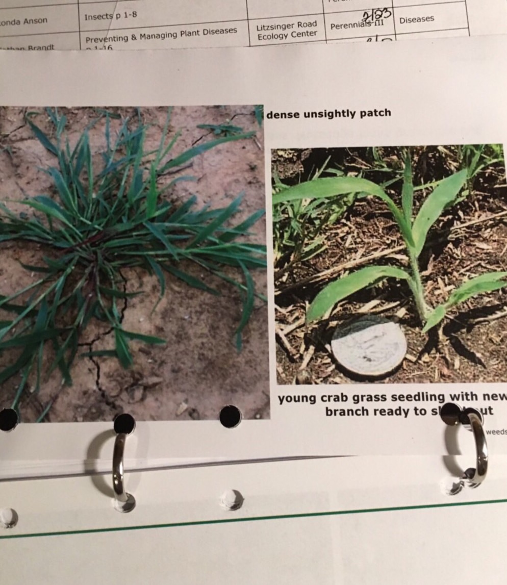 Weeds Flashcards | Memorang