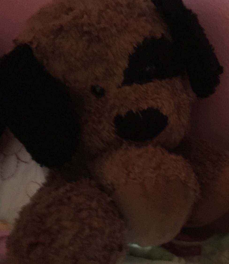 Stuffed animal Dogs Flashcards | Memorang