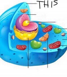 Animal cell parts Flashcards | Memorang