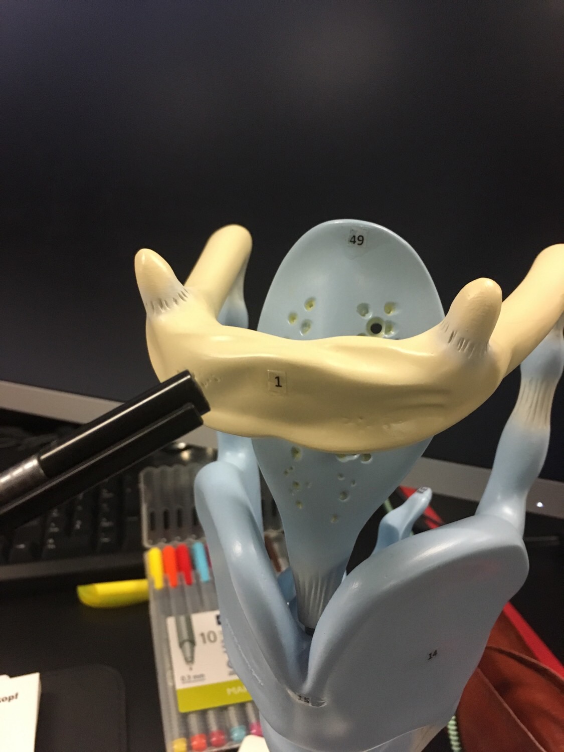 Functional Larynx Model Flashcards | Memorang