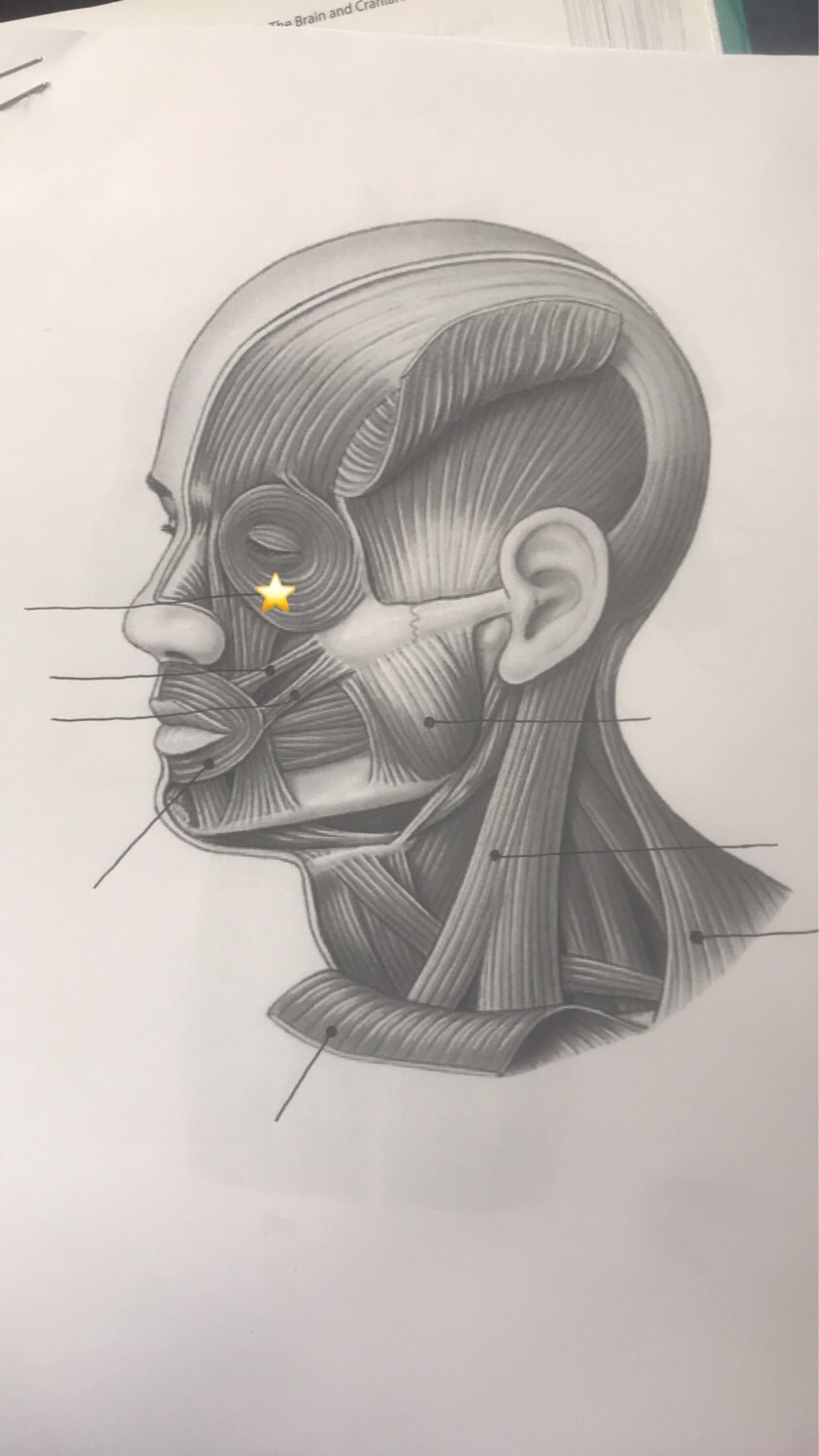 Muscle tissues (face) Flashcards | Memorang