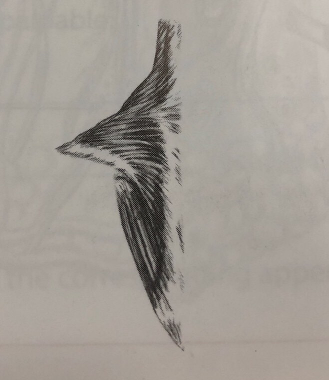 Types of Muscle Bellies and Joints Flashcards | Memorang