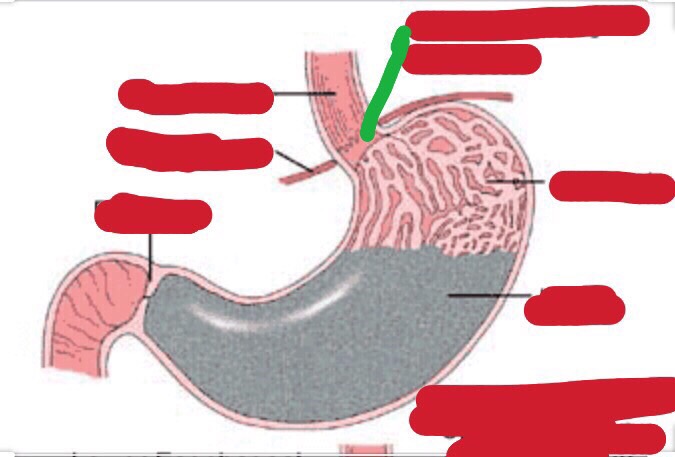 Stomach anatomy Flashcards | Memorang