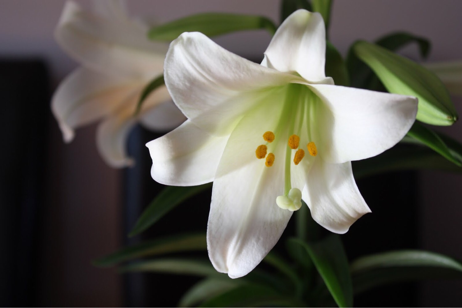 Flowers Flashcards | Memorang