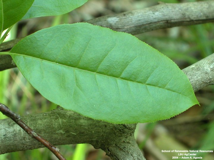 tree id quiz Flashcards | Memorang