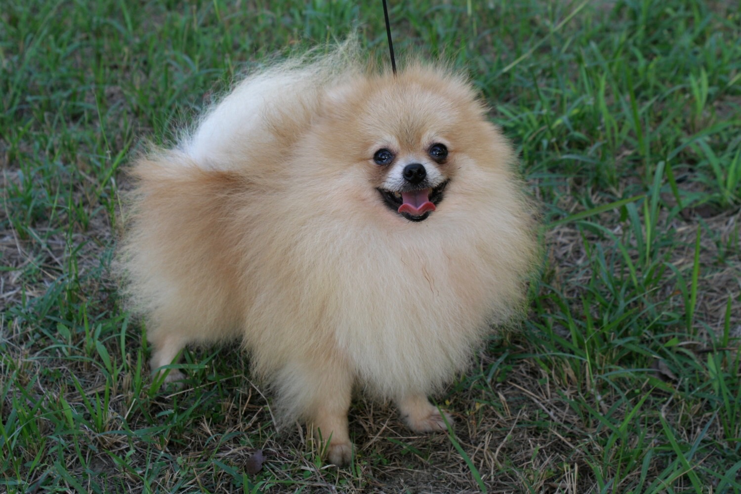 Dog breeds easy Flashcards | Memorang