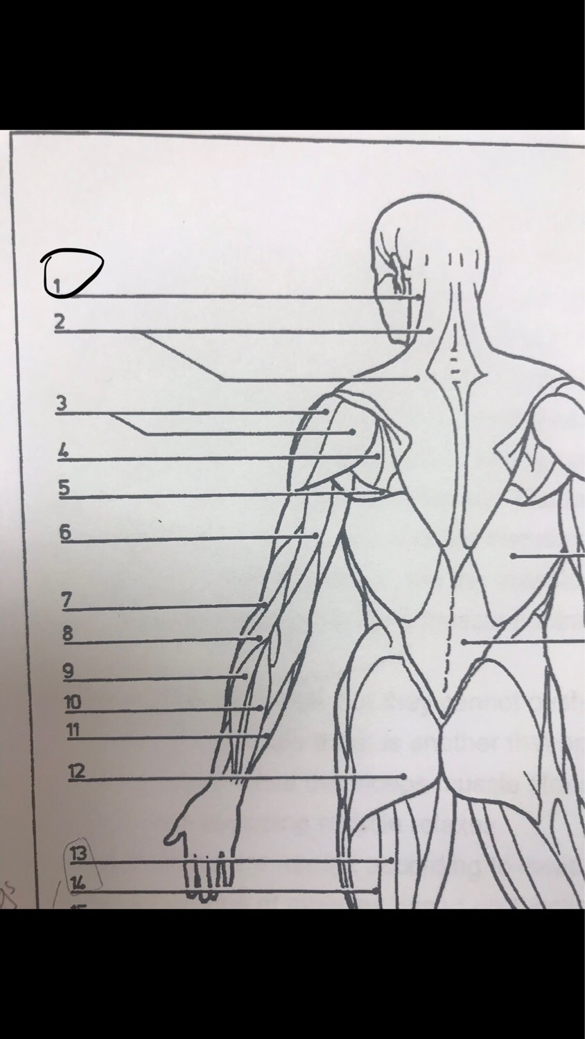 Muscular System Posterior Flashcards | Memorang