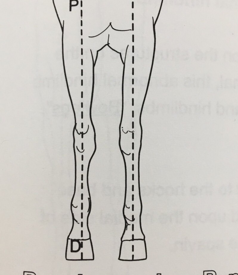 conformation Flashcards | Memorang