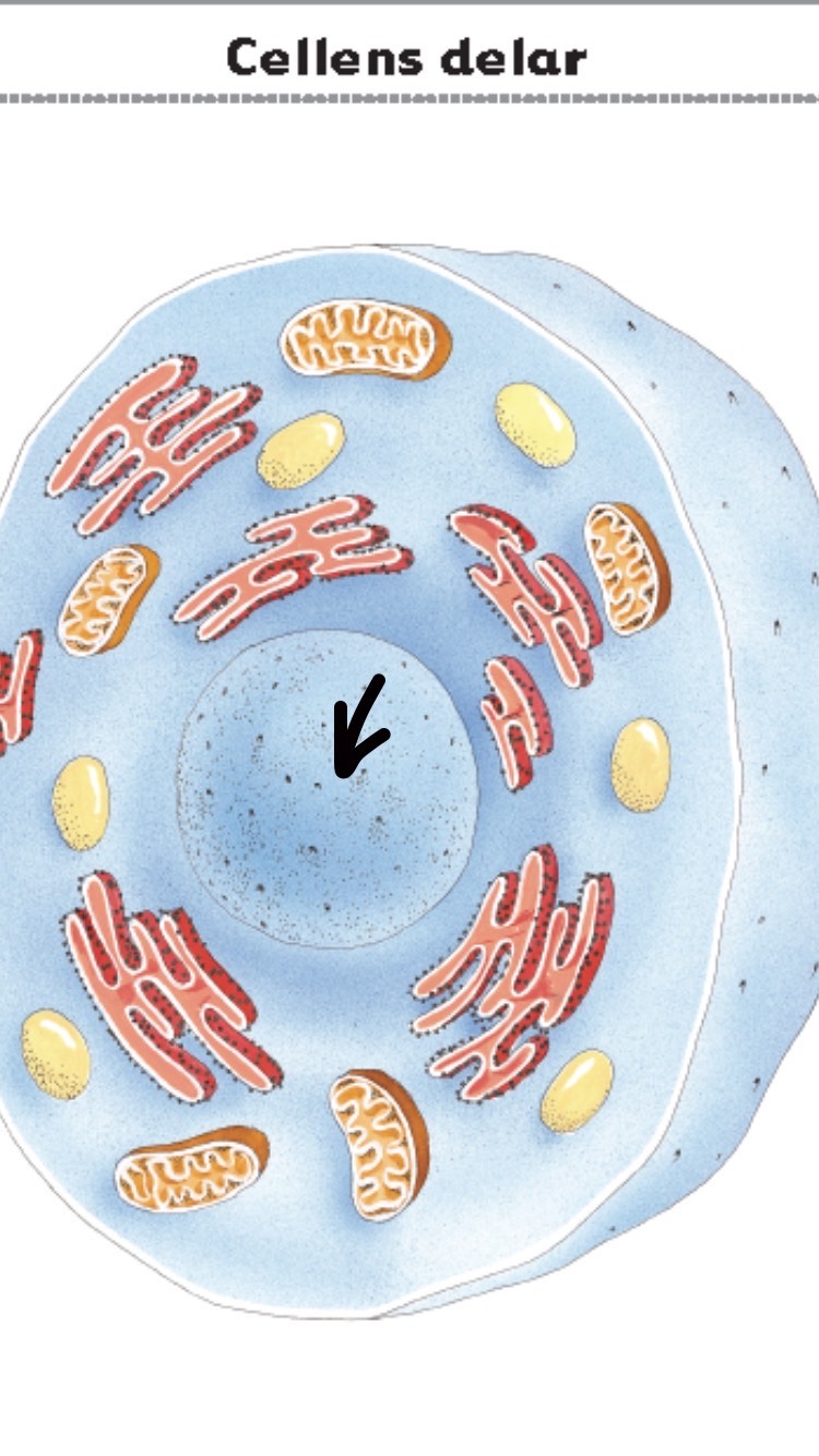 Cellens delar Flashcards | Memorang