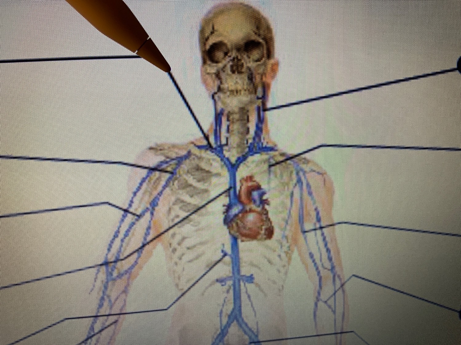 Blood vessel A&P 2 Flashcards | Memorang