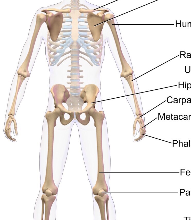ANATOMY Flashcards | Memorang