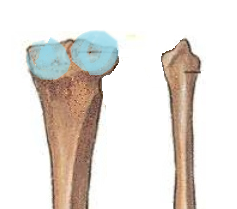Partes de la Tibia y el Peroné Flashcards | Memorang