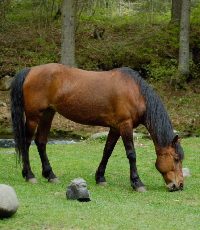Horse Colours and Markings Flashcards | Memorang