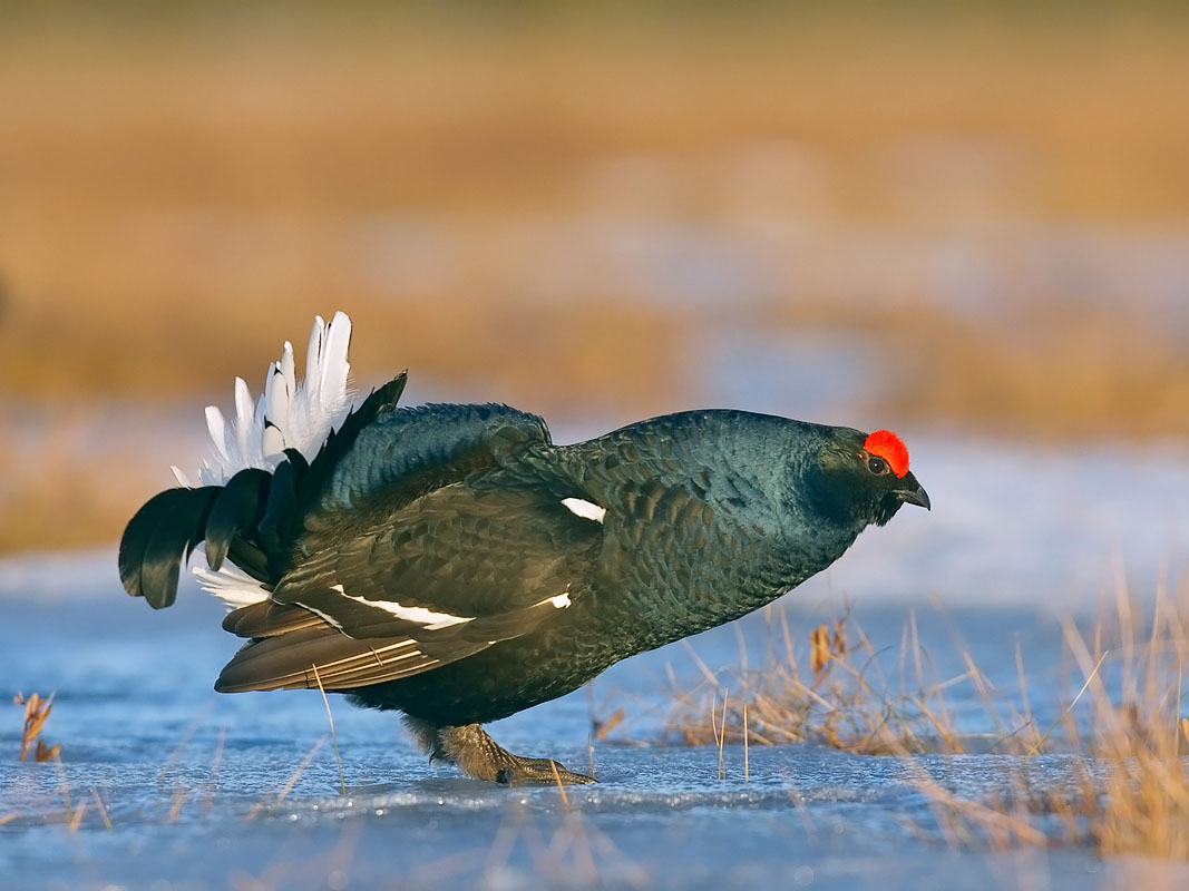 Fugler Flashcards | Memorang