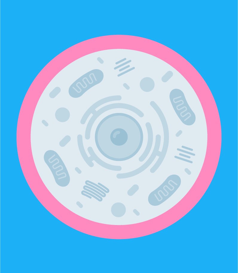 Copy of Cell Structure Flashcards | Memorang