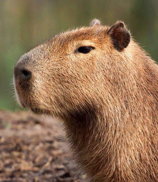 Obscure Animals Flashcards | Memorang