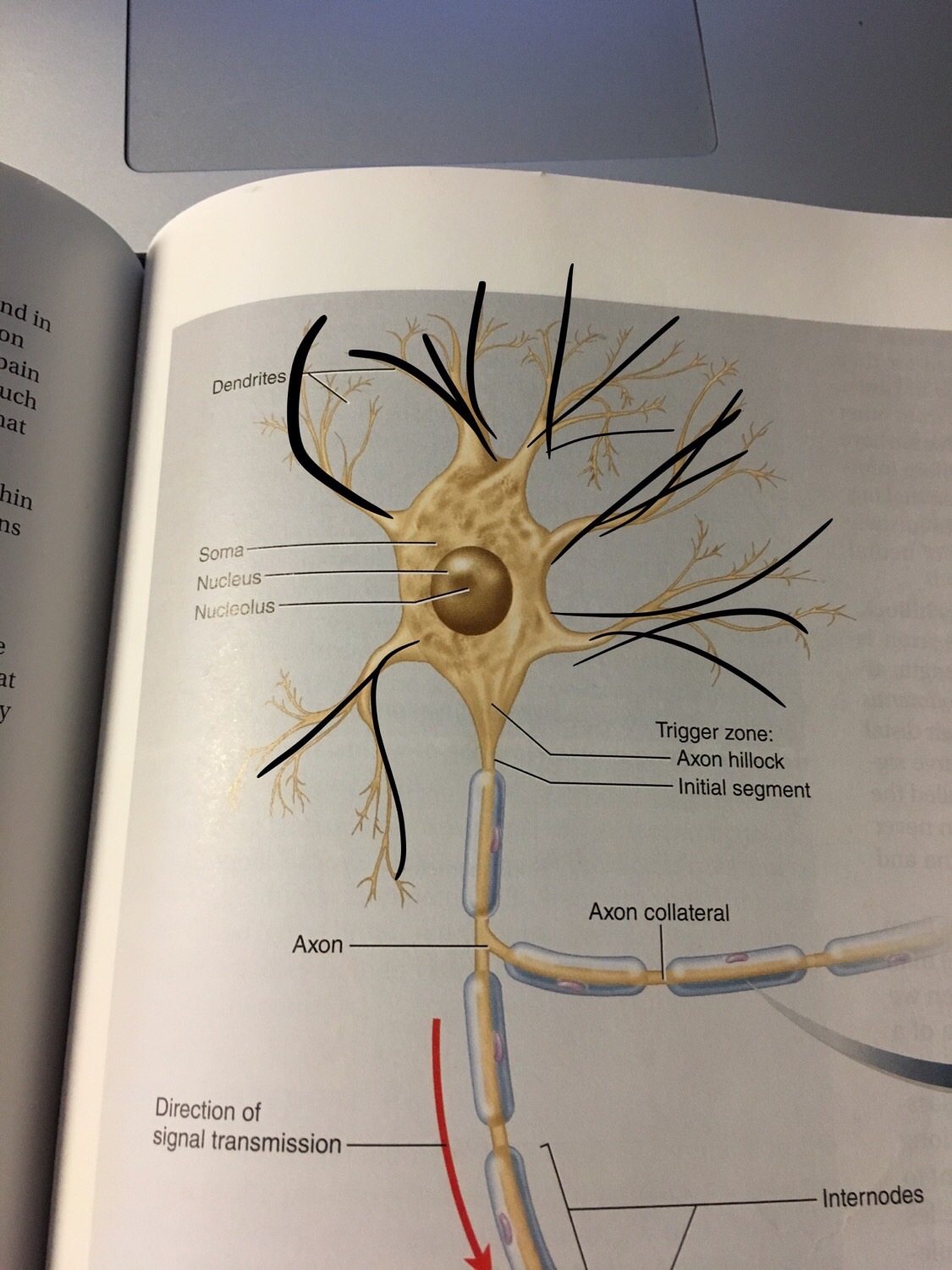 The neuron Flashcards | Memorang