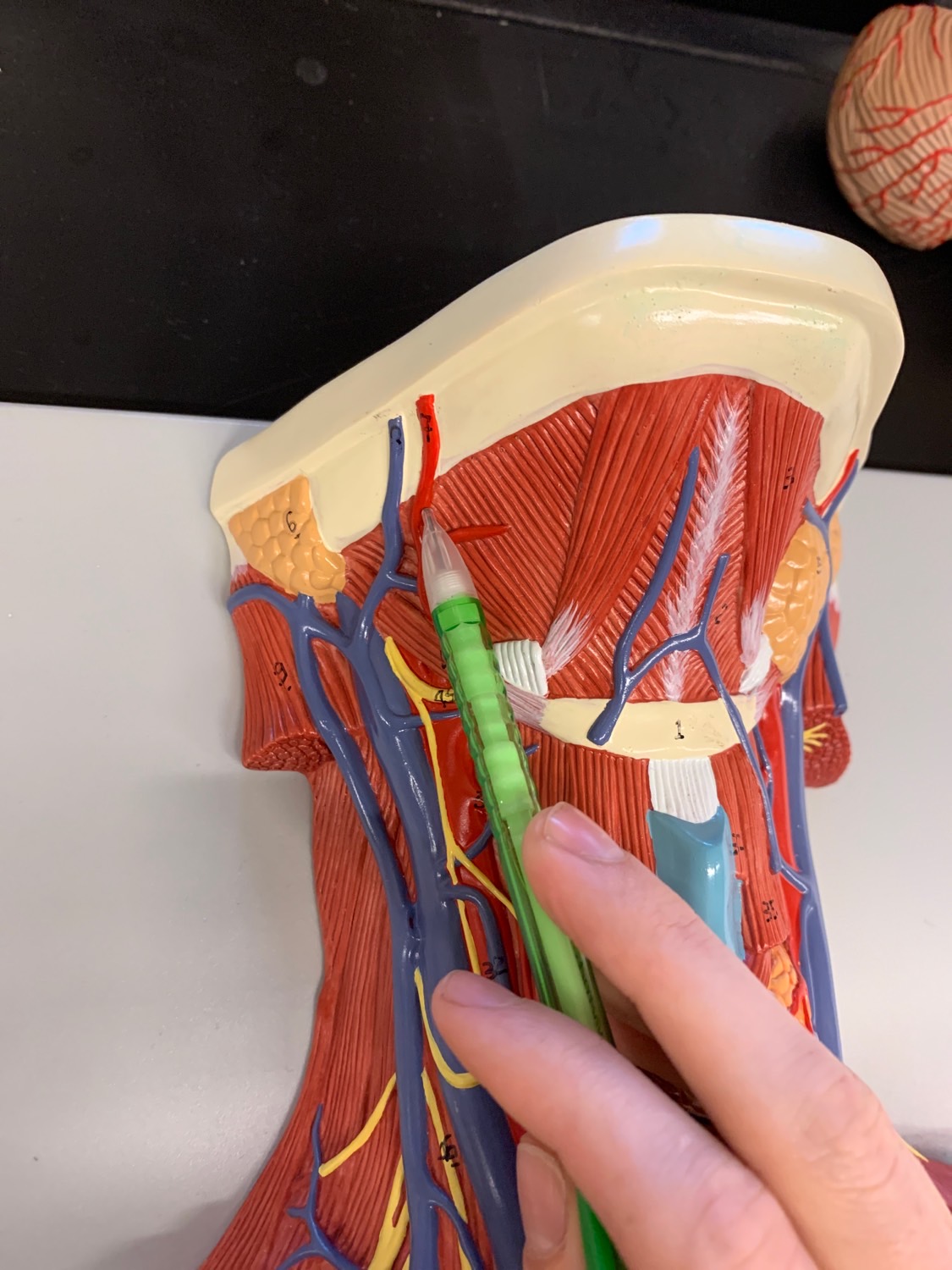 Neck Model Flashcards | Memorang
