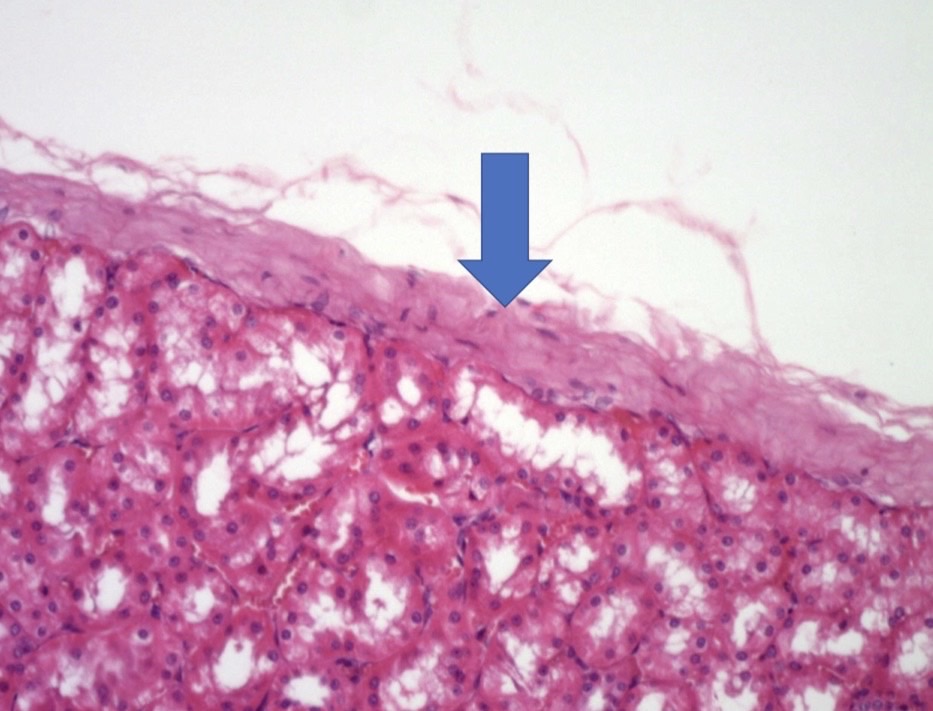 Histologia Flashcards | Memorang