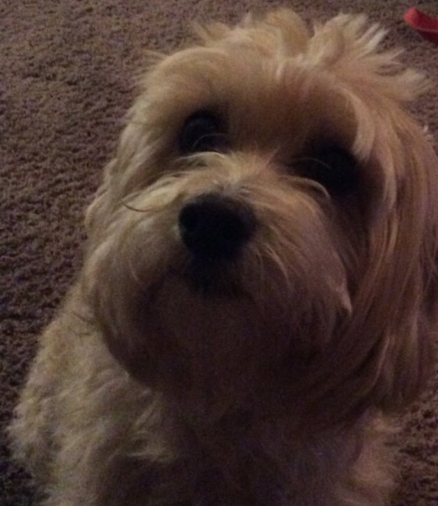 My dog princess Flashcards | Memorang