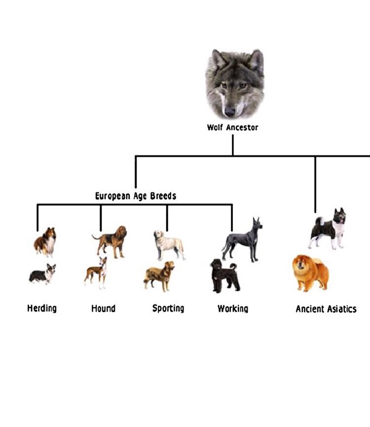 Breeding and cloning Flashcards | Memorang