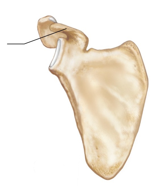 Scapula Flashcards | Memorang