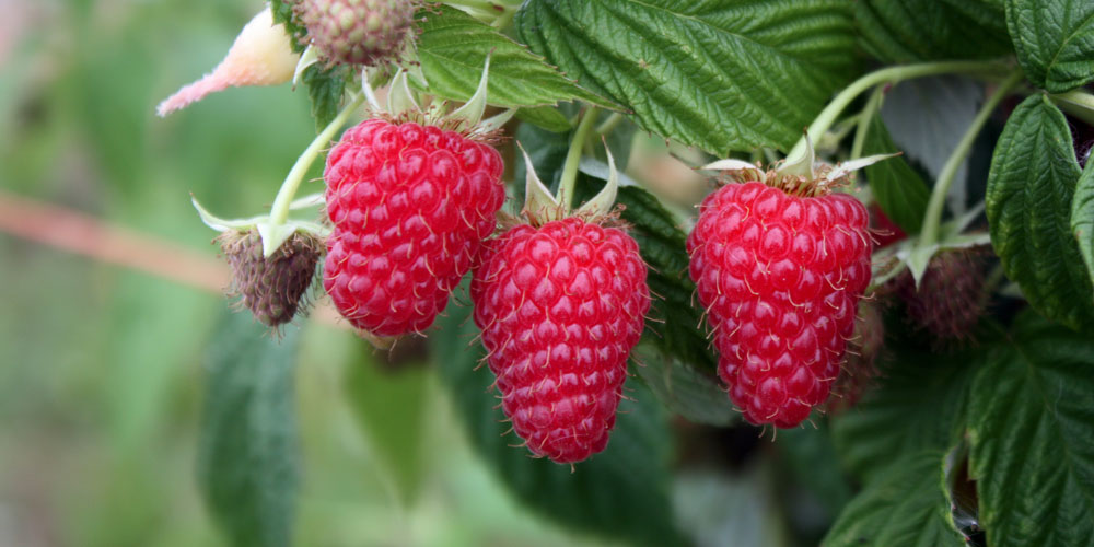 Die Beeren (the berries) Flashcards | Memorang