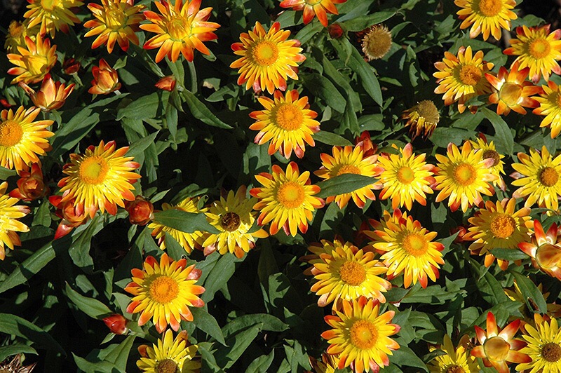 Flower list 9 Flashcards | Memorang