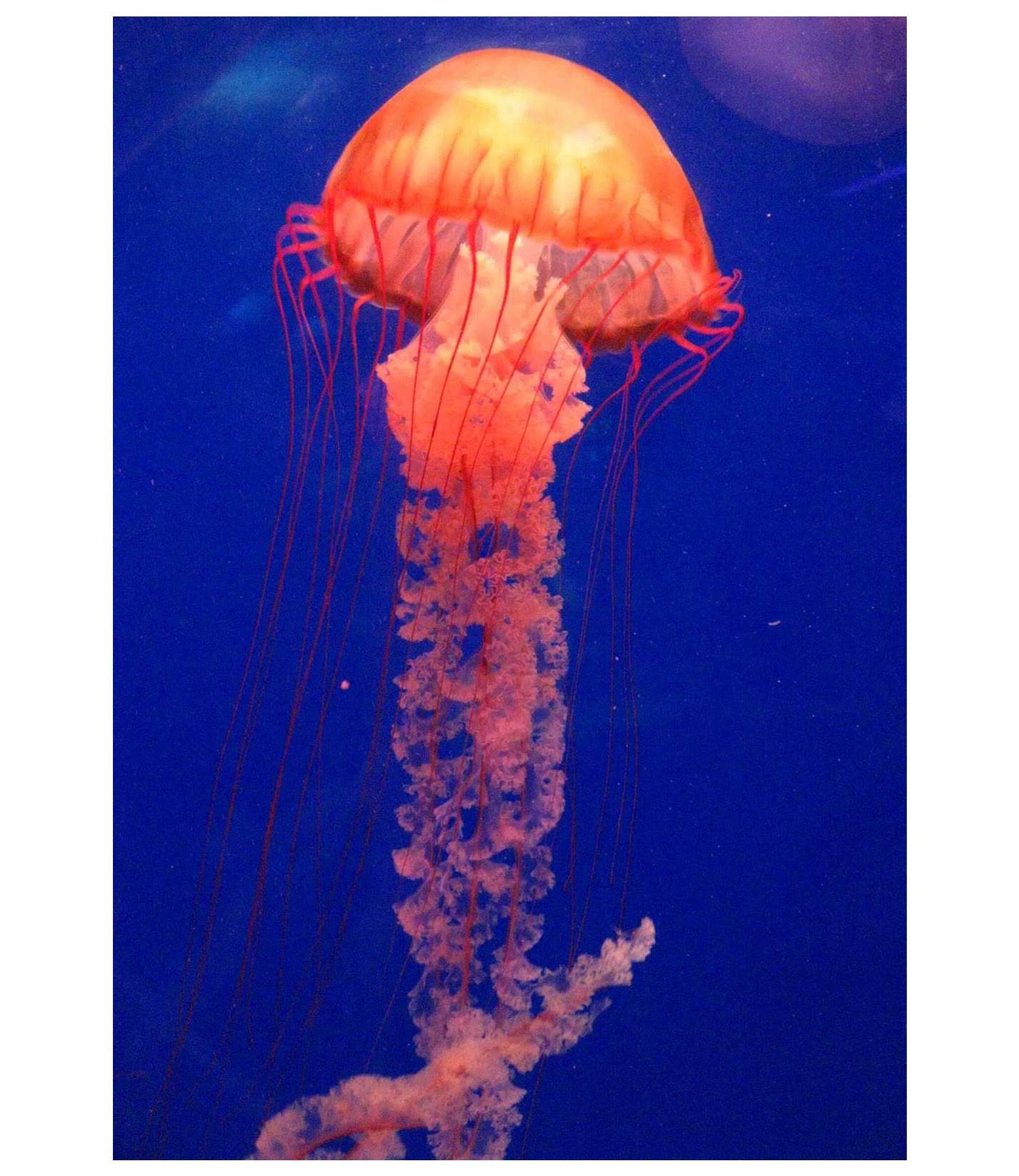 Spanish sea creatures Flashcards | Memorang