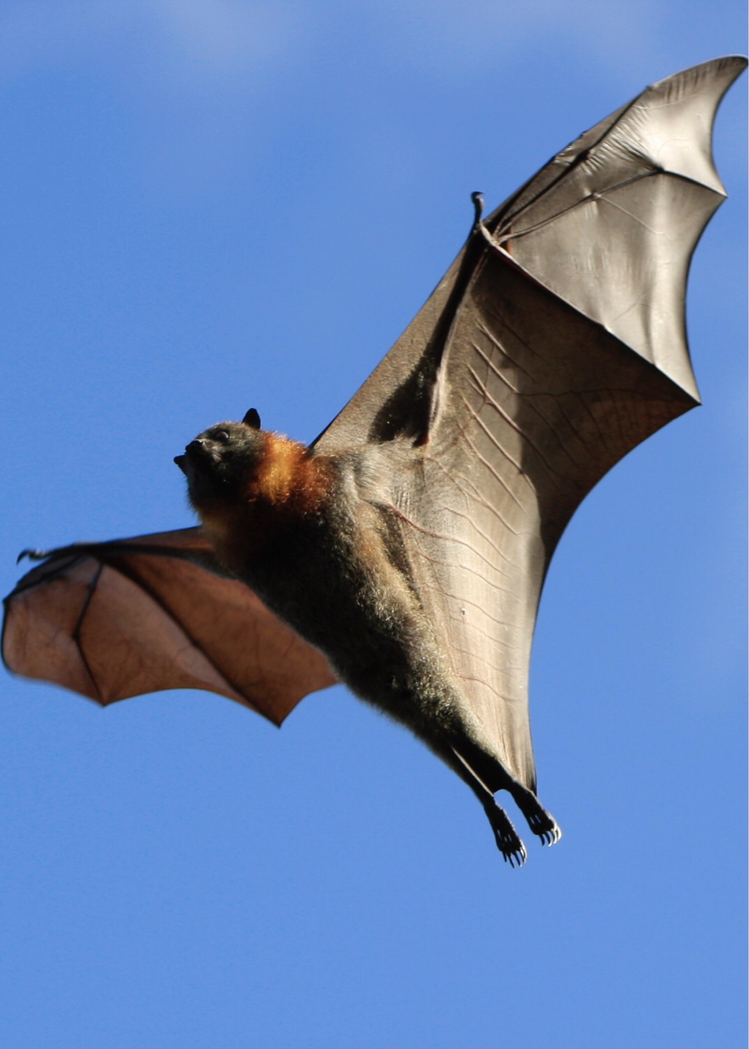 Know your bat Flashcards | Memorang