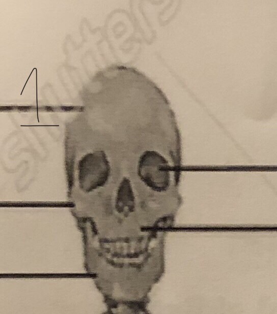 Skull bones PSK4U Flashcards | Memorang