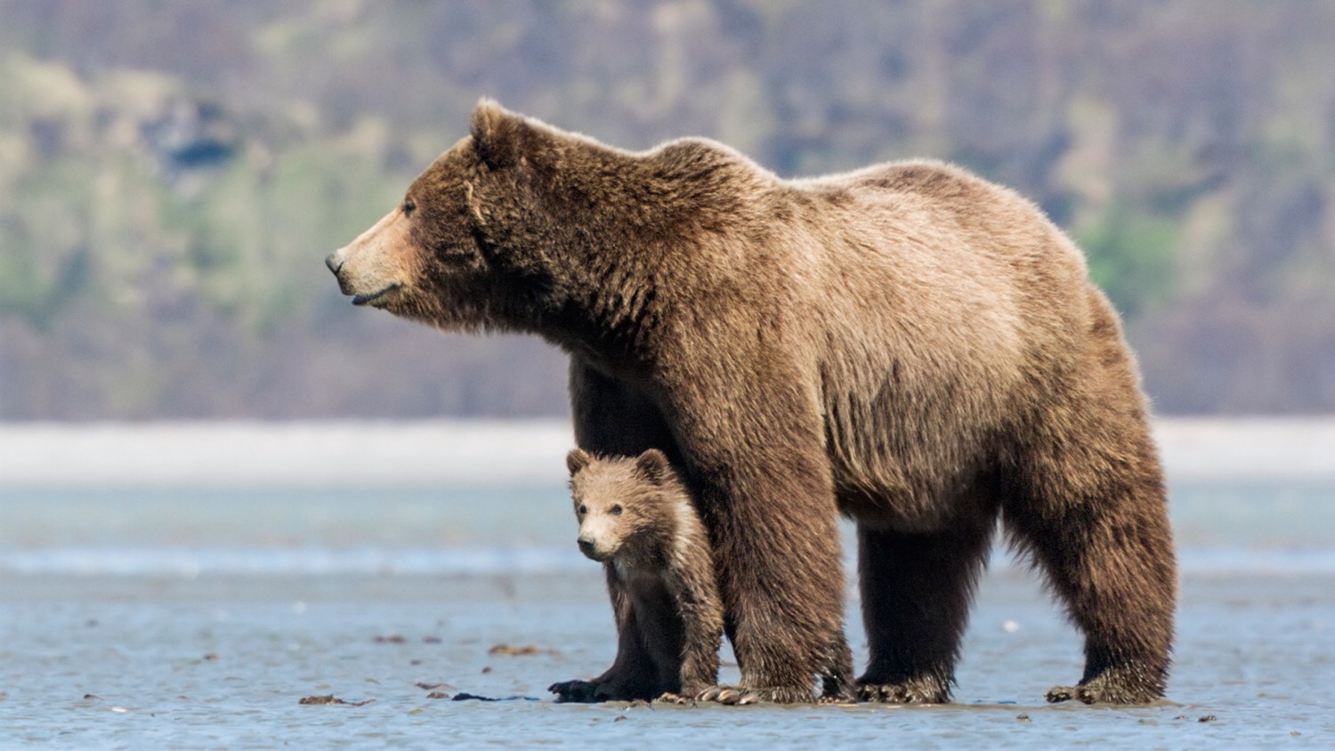 Spanish animals and what they eat Flashcards | Memorang