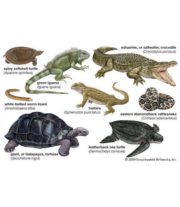 Amphibians and Reptiles in Spanish Flashcards | Memorang