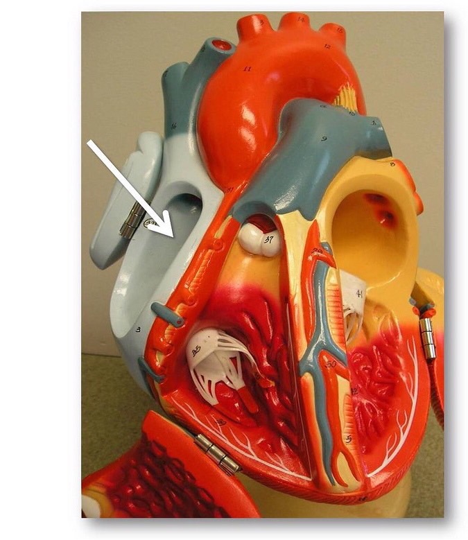 Parts of the heart Flashcards | Memorang