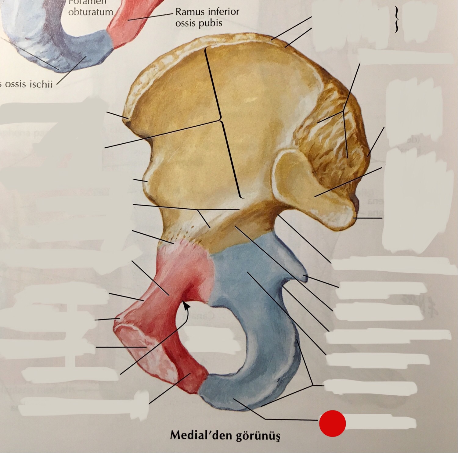Kalça Kemiği Flashcards | Memorang