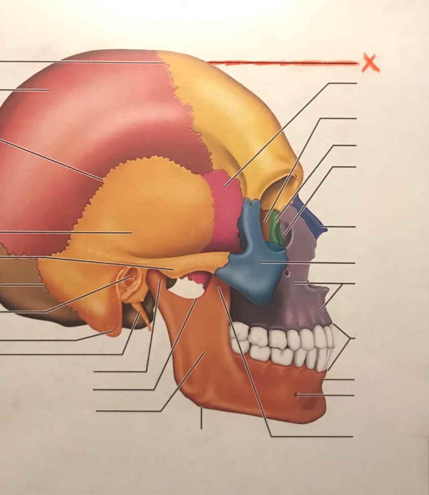 External anatomy of the right side of the skull Flashcards | Memorang