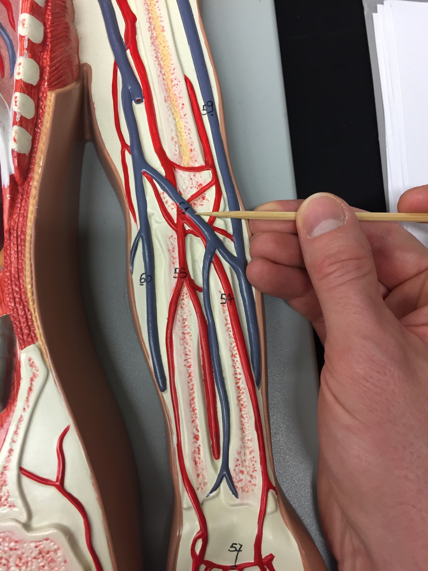 veins Flashcards | Memorang