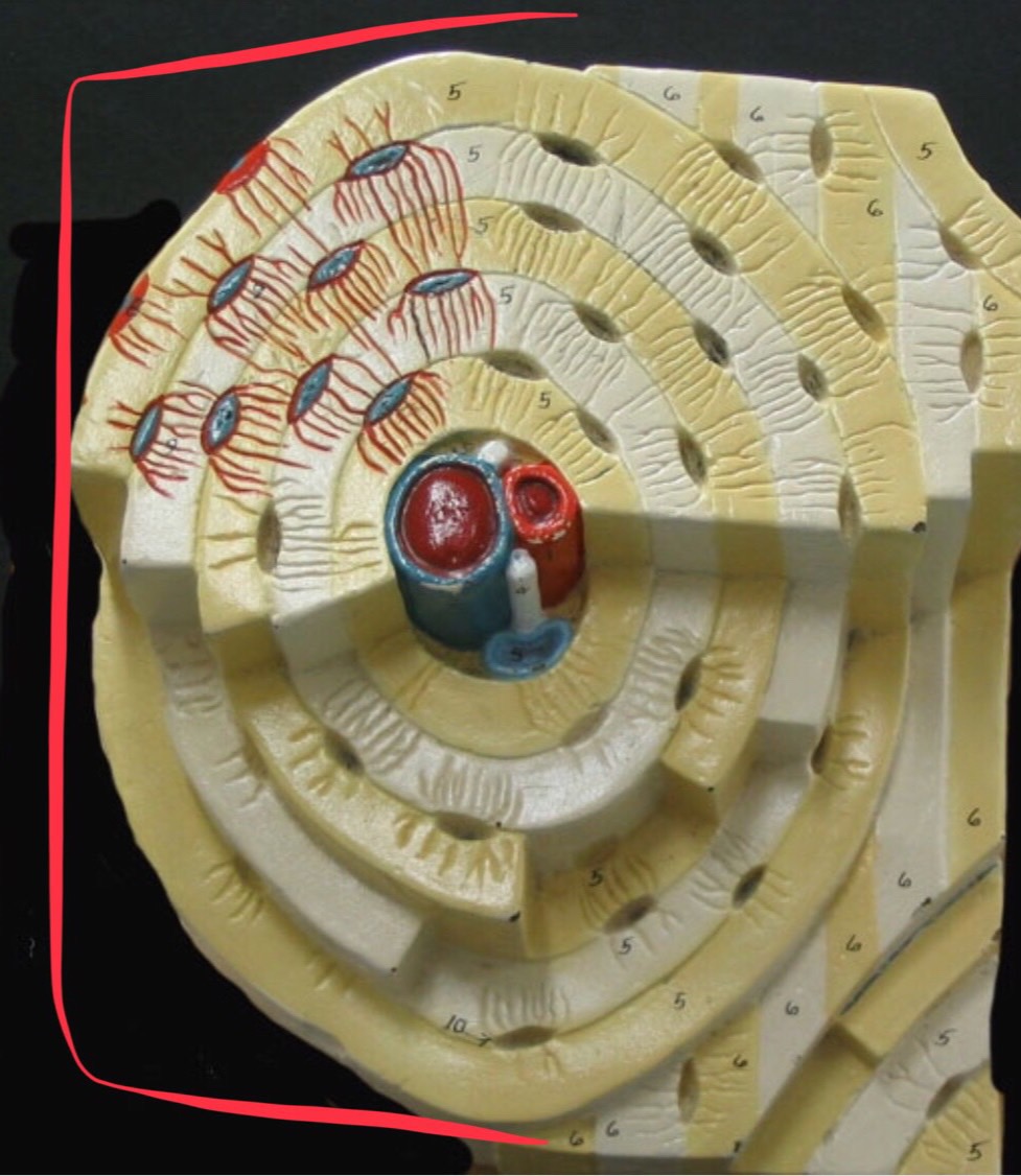 Osteon model Flashcards | Memorang